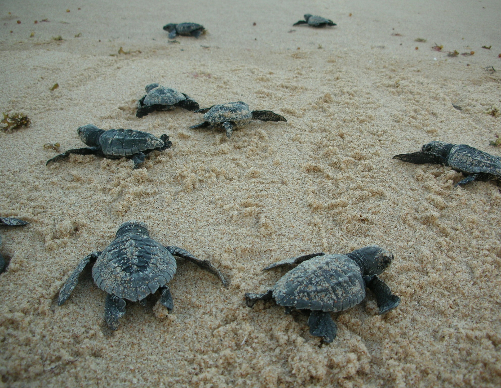 Turtles all the way round Australia - CSIRO