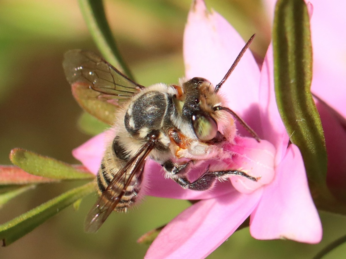 How to bee a native bee champion - CSIRO