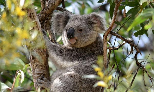 ‘Death hotspot’: we found 145 koalas killed along a single Queensland ...