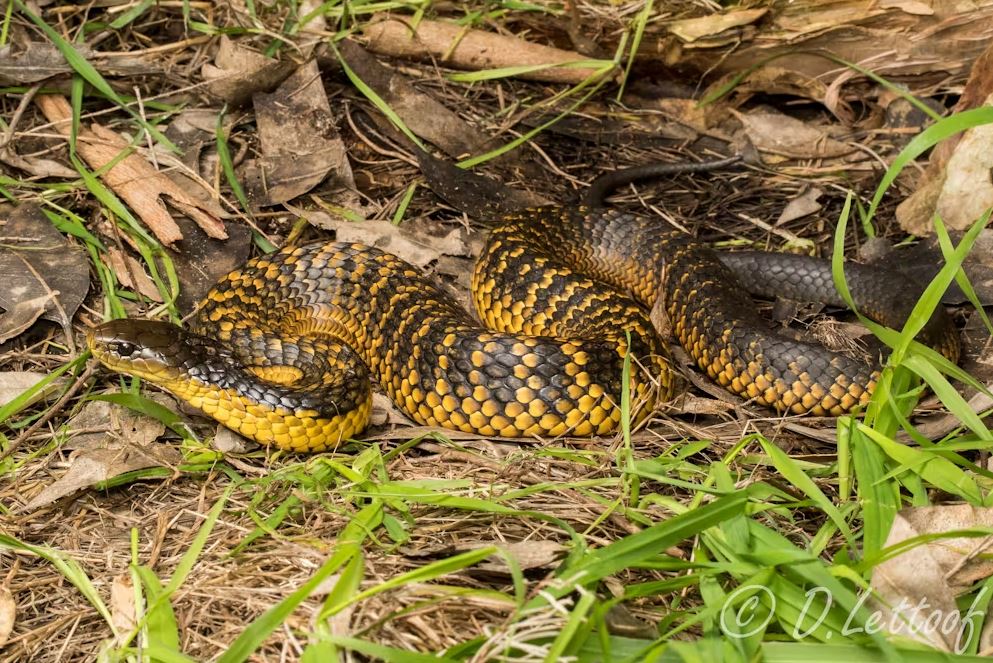 Warm winters are waking snakes early. Here’s what that means for them ...
