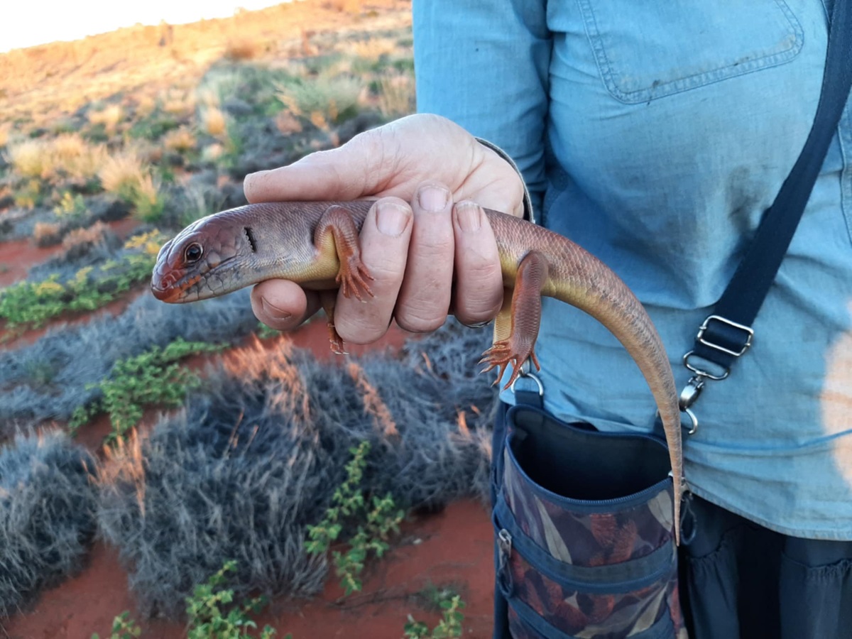 Molecules in the sand protecting the Tjakuṟa - CSIRO
