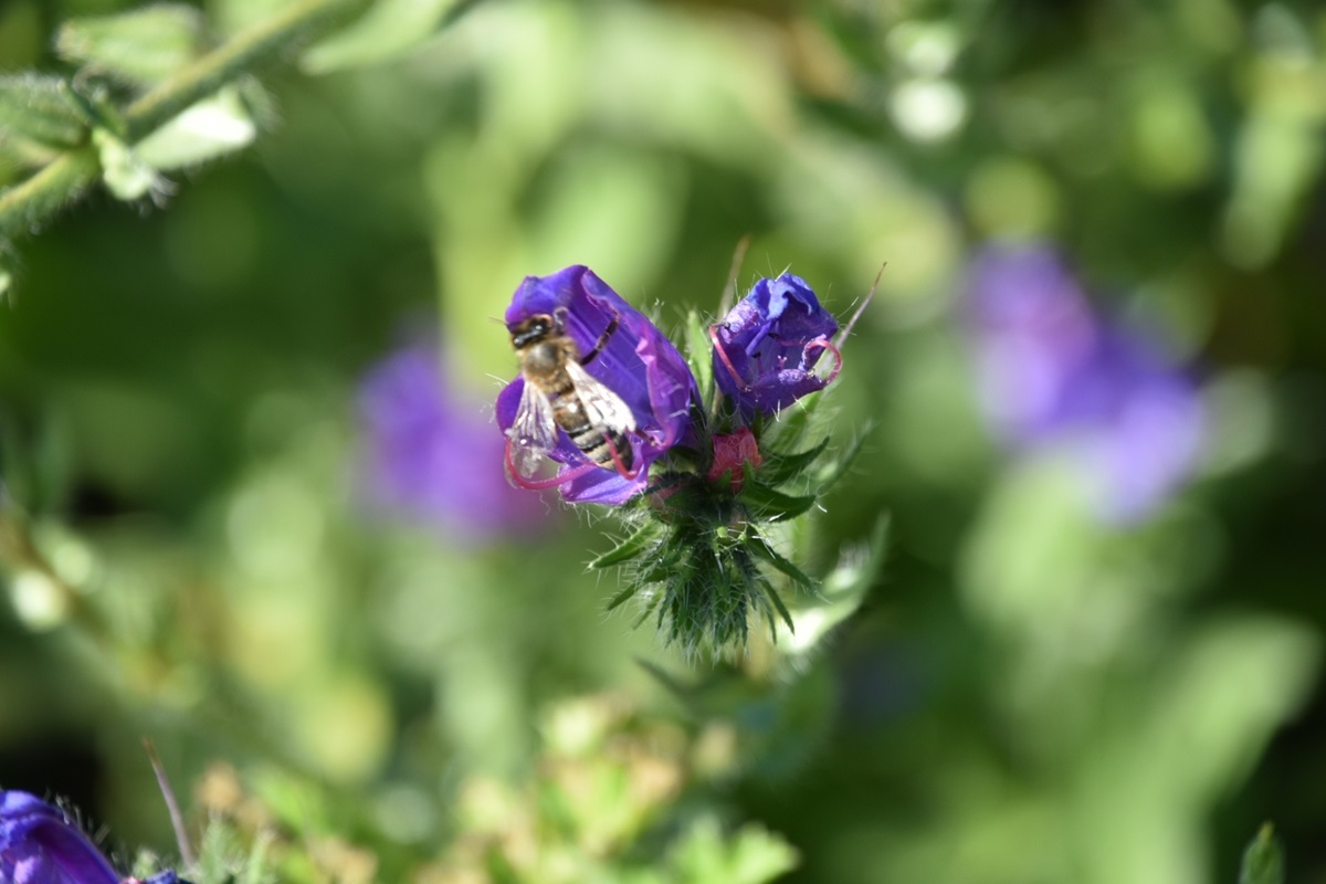 Why citizen scientists are key in the fight against invasive species ...