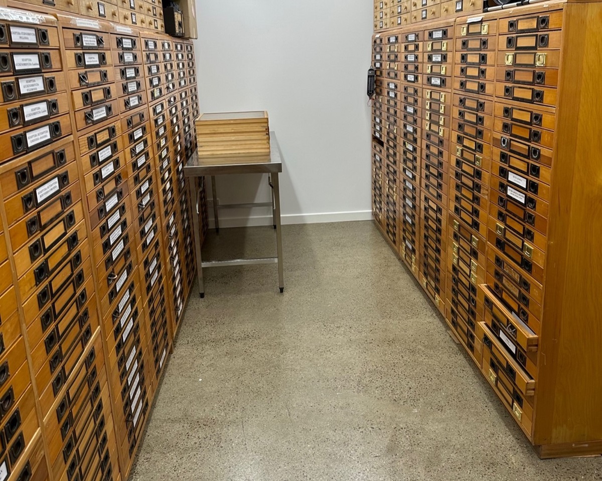 Island insects: a lifetime of discovery goes digital - CSIRO