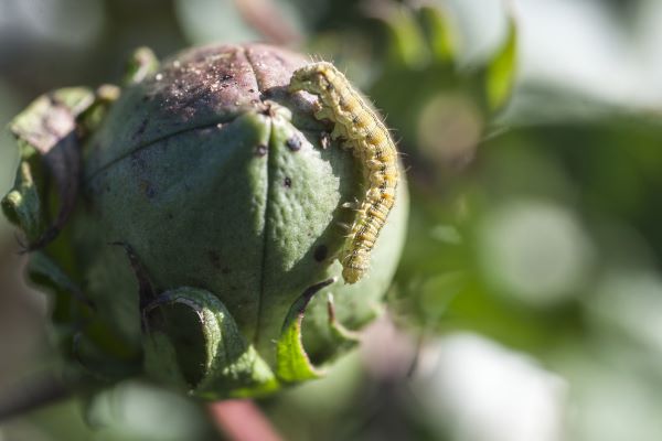 Sew what - cotton pest has jumper genetic material - CSIRO