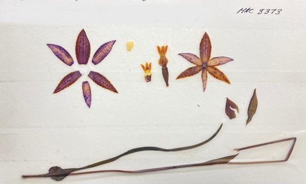 Protecting orchids found nowhere else on Earth - CSIRO