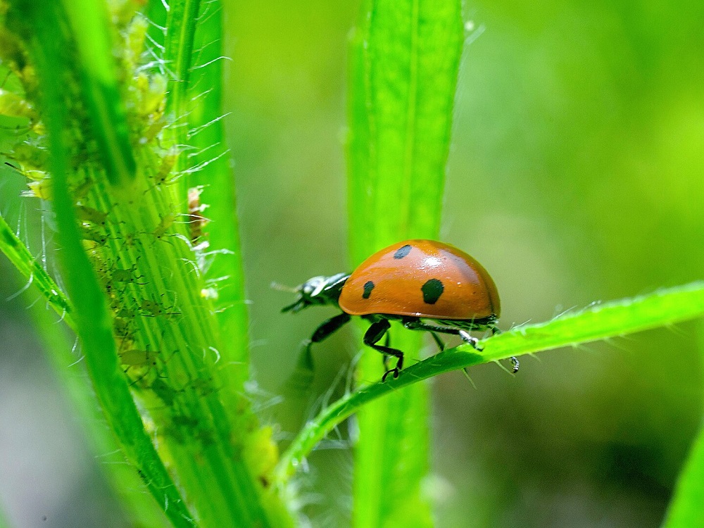 Choose your fighter: battle-ready beneficial insects - CSIRO