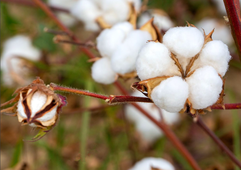 Cultivating innovation: celebrating 30 years of gene technology in ...
