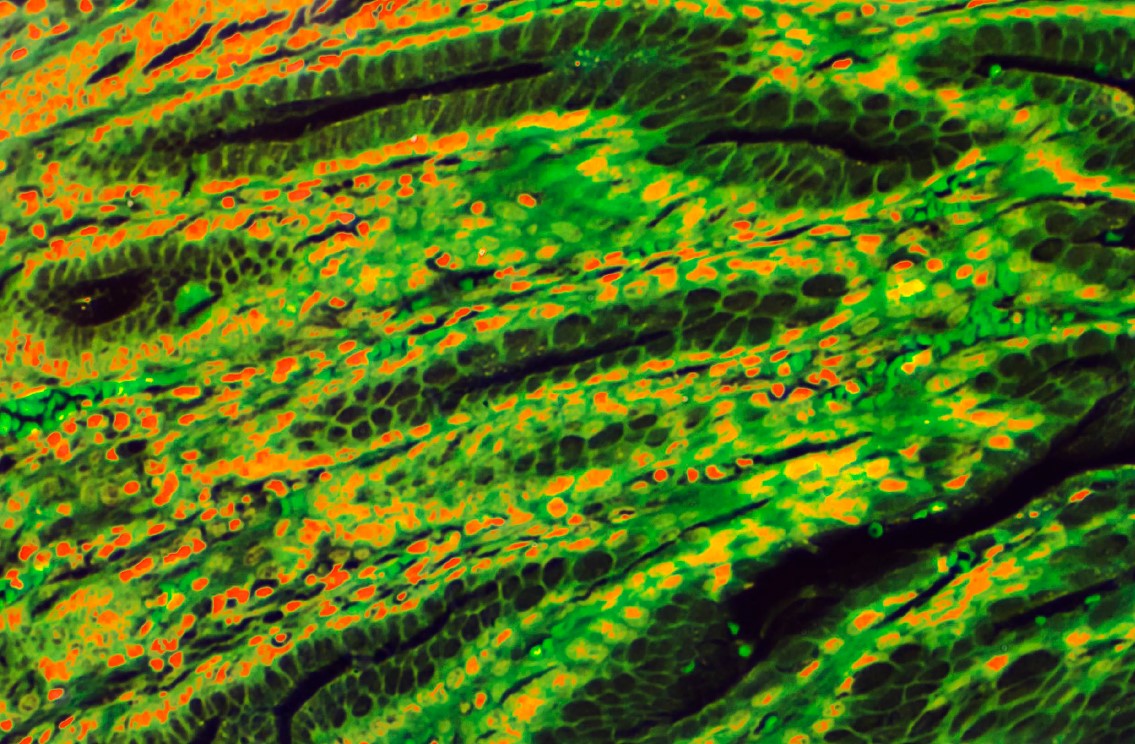 Non animal models - CSIRO