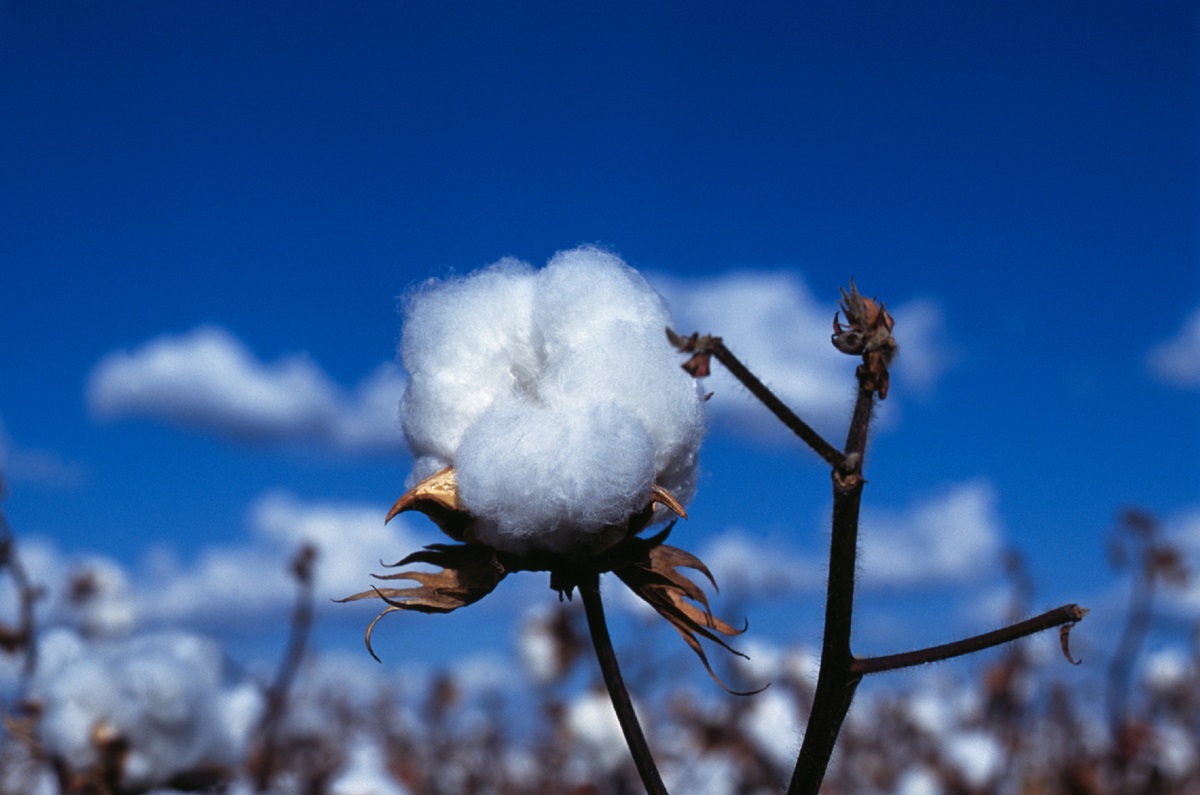 Cotton Varieties - CSIRO