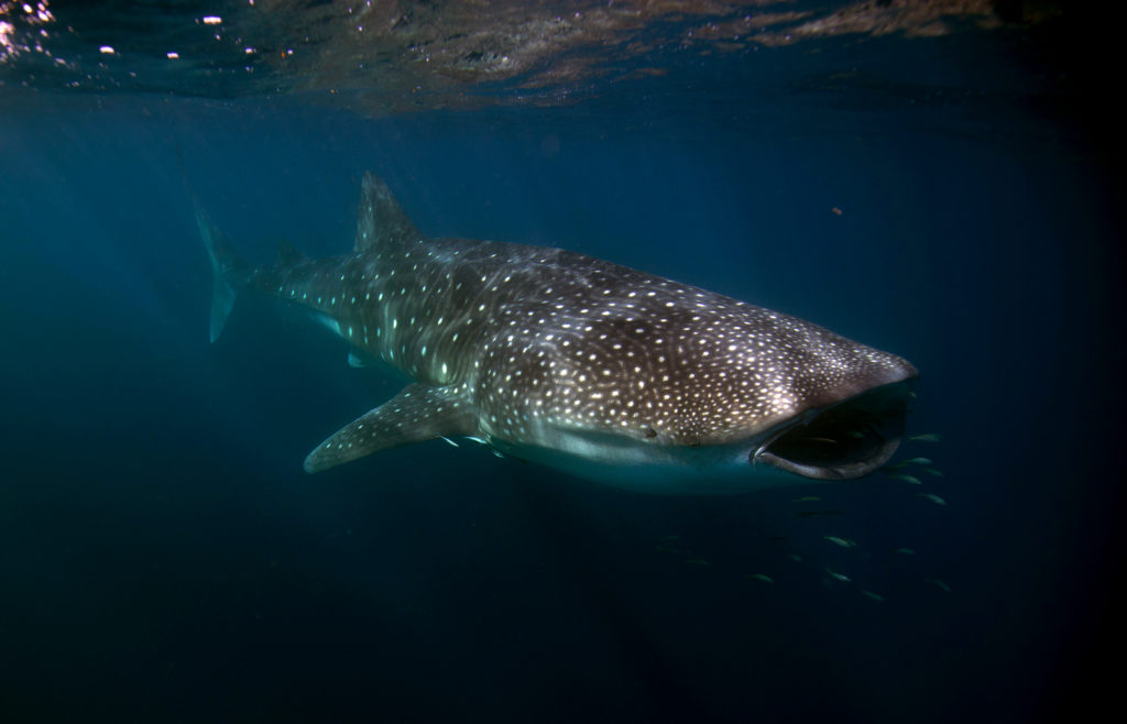 Some fin good! Four shark facts from science - CSIRO