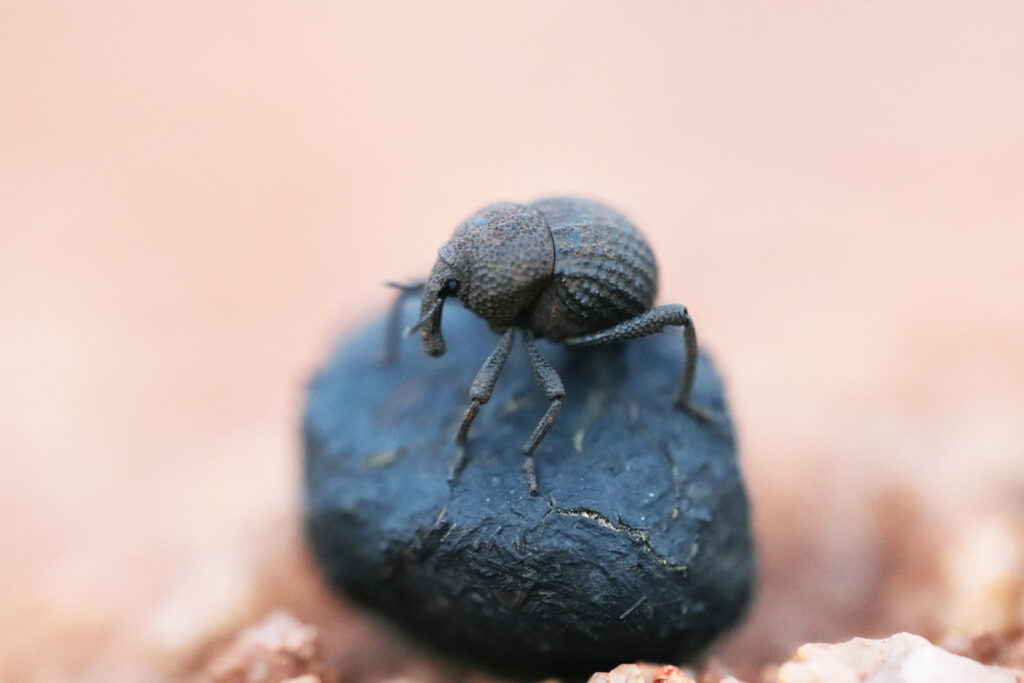 Aussie beetles rolling poo balls, delighting scientists - CSIRO