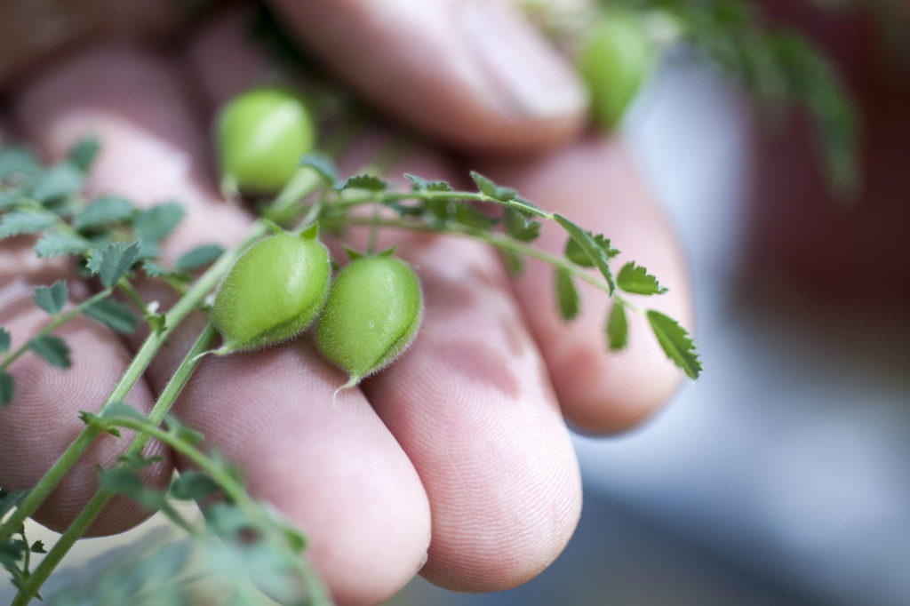 Meet Sally Buck: Supercharging the plant-based protein industry - CSIRO