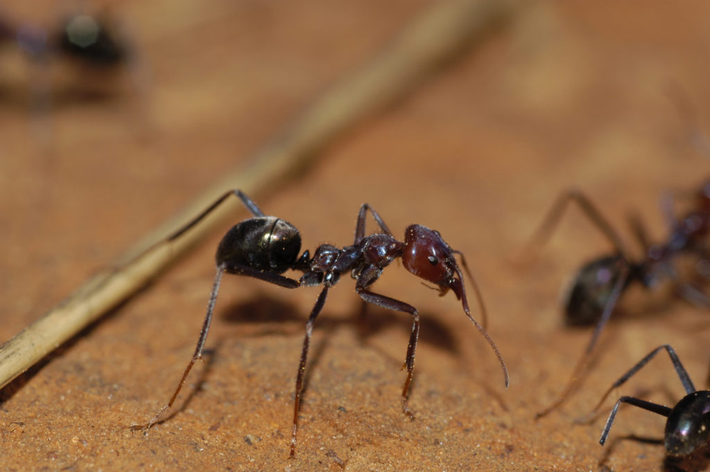 That's gotta sting: how do Aussie insects measure up on the pain scale ...
