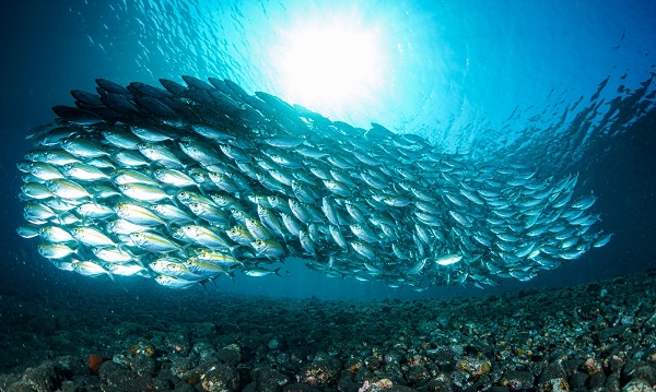The long and short of fish lifespans - CSIRO