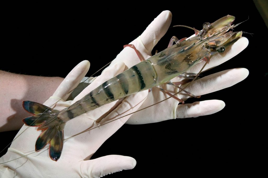 What goes into growing healthy prawns? - CSIRO