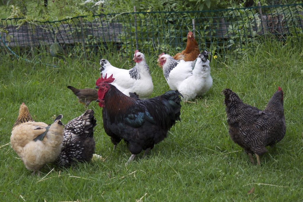 Expert Commentary: What’s going on with bird flu in Australia? - CSIRO